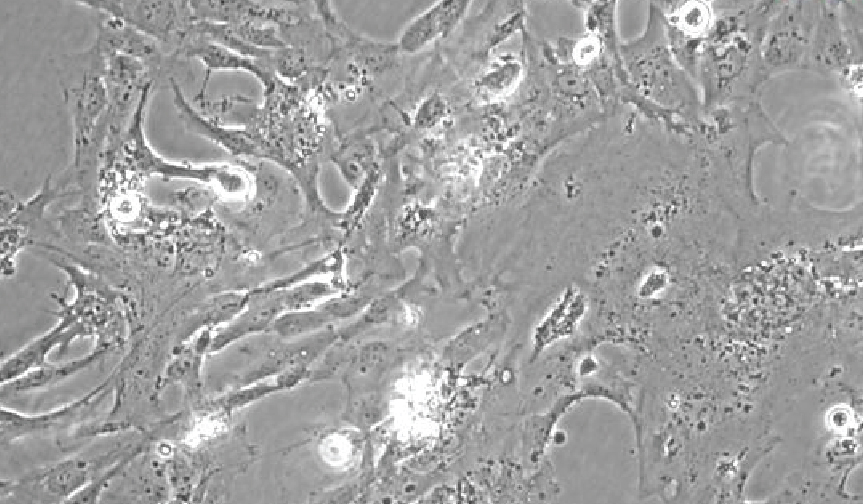 Immortalized Brain Cells | abm Inc.